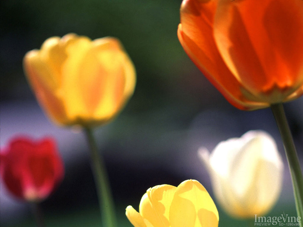 God's Creation Spring Backgrounds – ImageVine