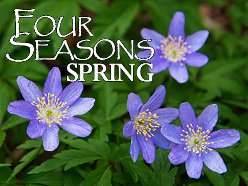 Four Seasons Spring Backgrounds – ImageVine